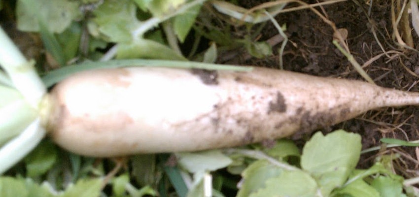 Forage-Type Turnip - Seed - Pellet Stoves - Wood Stoves - Lawn Mowers ...