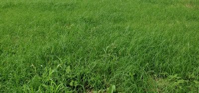 Teff Grass Seed (coated) - Nixa Hardware & Seed Company