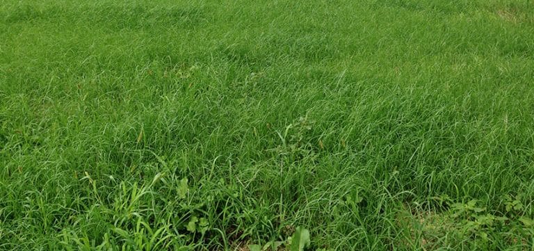 Teff Grass Seed (coated) - Nixa Hardware & Seed Company