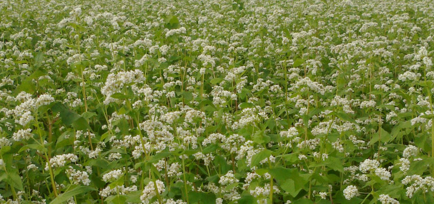 Buckwheat – Seed – Pellet Stoves – Wood Stoves – Lawn Mowers – Generators