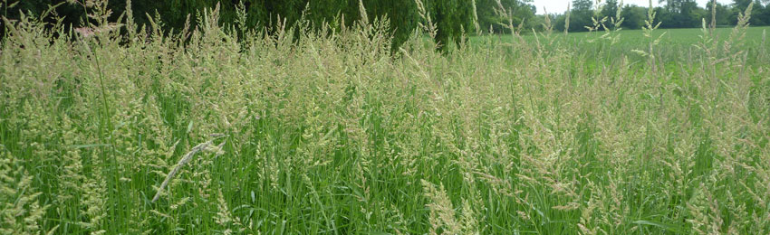Farm Seed – Seed – Pellet Stoves – Wood Stoves – Lawn Mowers – Generators