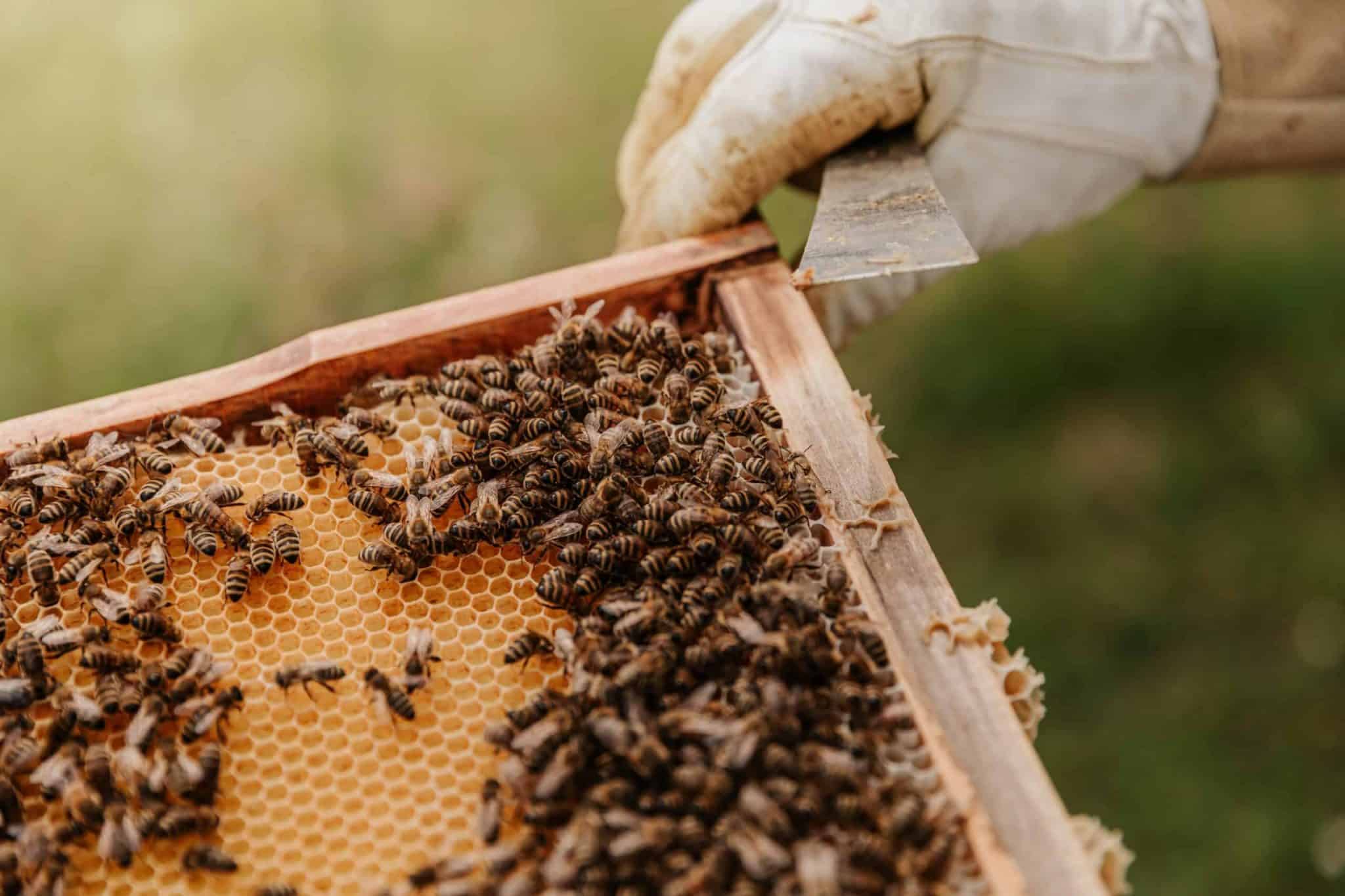 Beginner Bee Keeping Class - Nixa Hardware & Seed Company