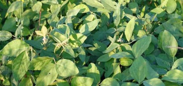 Laredo Forage Type Soybean – “Hay Bean” - Nixa Hardware & Seed Company