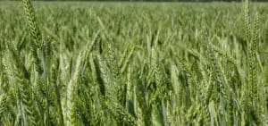 Shop - Nixa Hardware & Seed Company