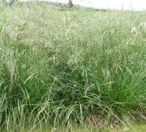 Kentucky 32 Tall Fescue