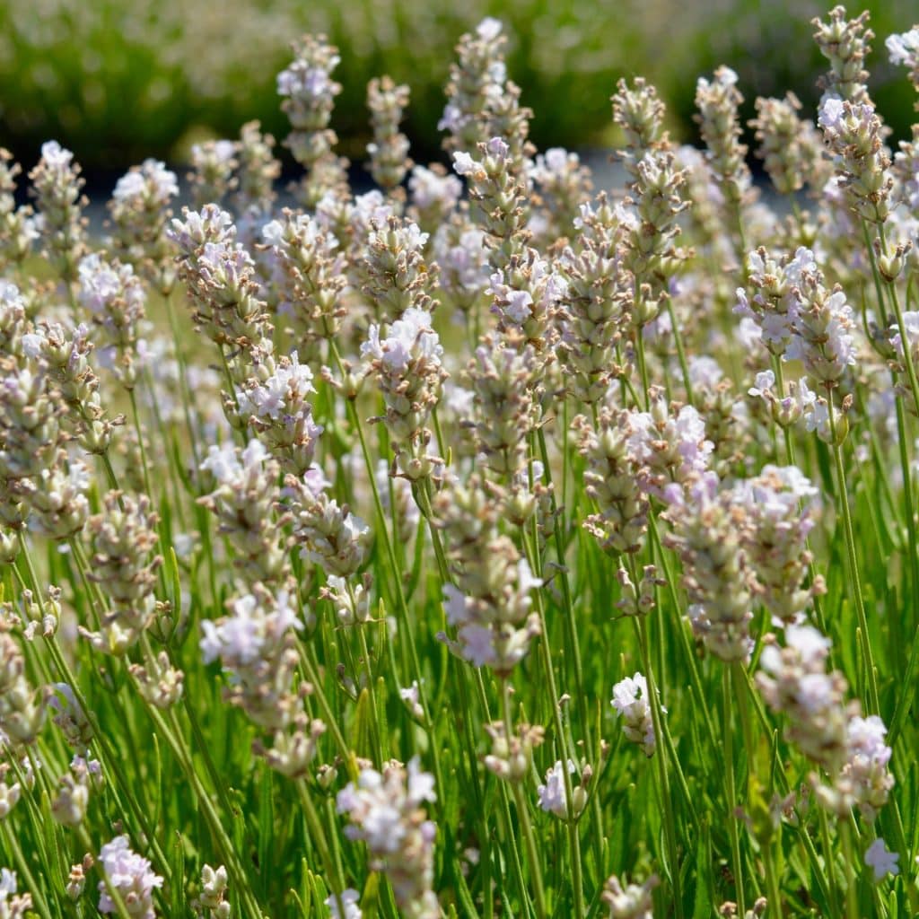 Deer Plot - Nixa Hardware & Seed Company