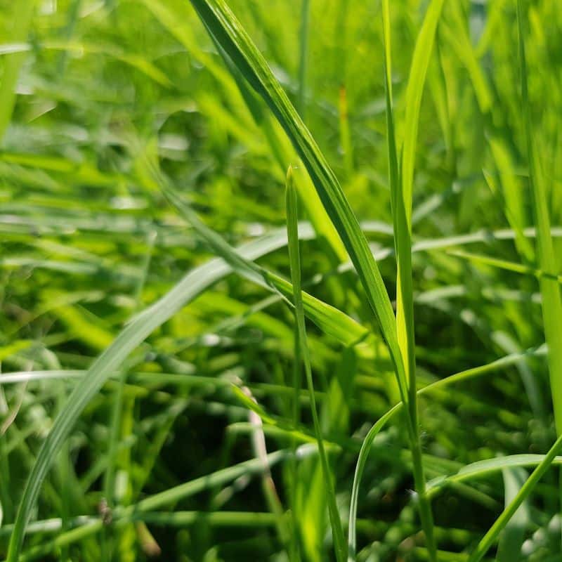Best-For Plus Variety Forage Ryegrass Seed - Nixa Hardware & Seed Company