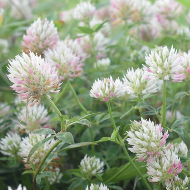 Clover Seed - Nixa Hardware & Seed Company