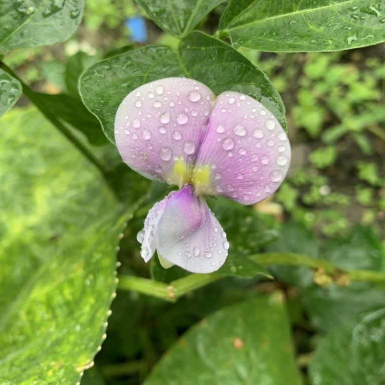 Deer Plot - Nixa Hardware & Seed Company