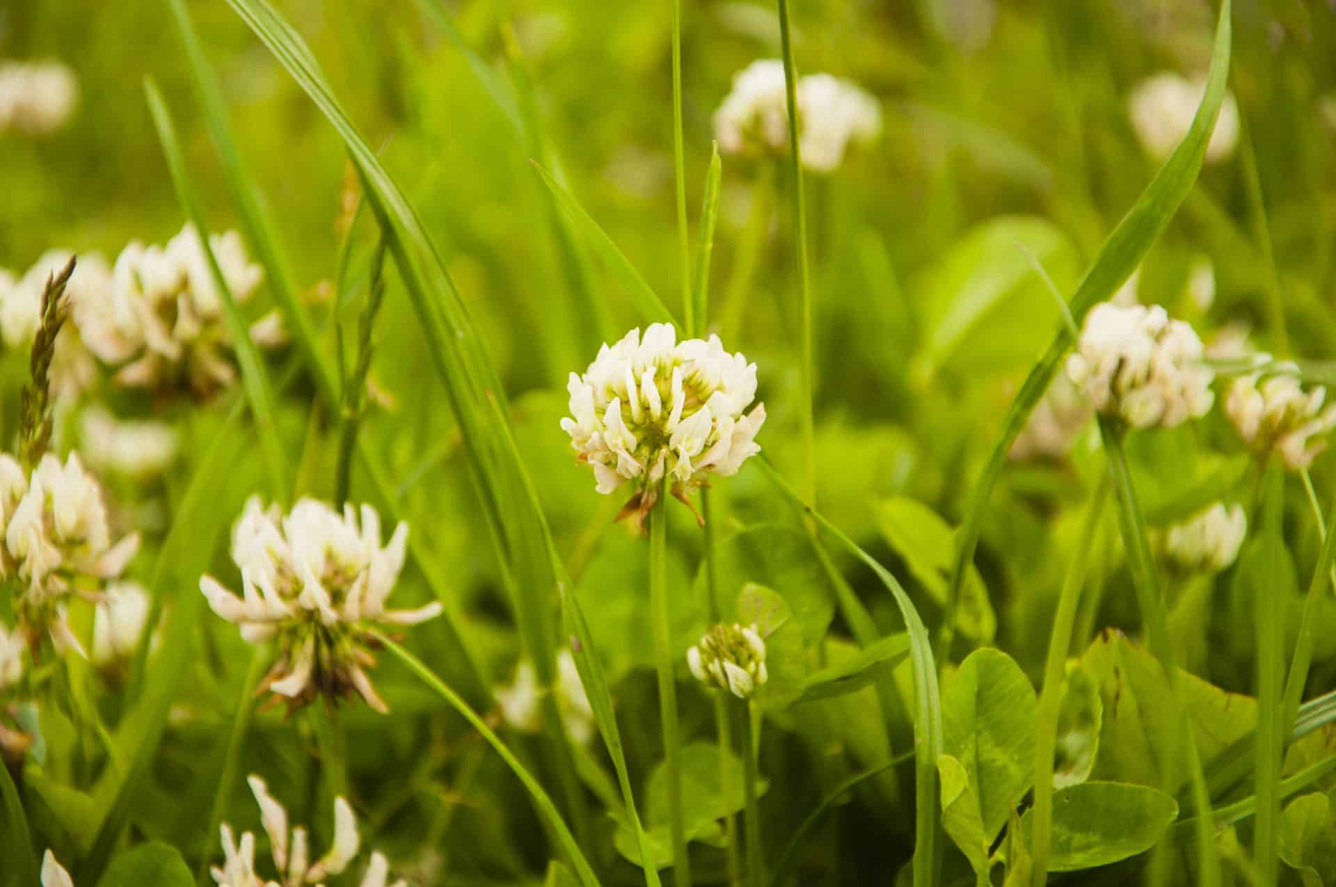 "Nitro" White Dutch Clover Seed - Nixa Hardware & Seed Company