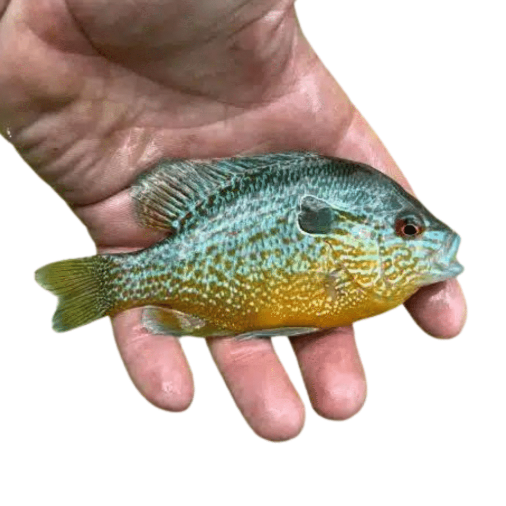 1-3" REDEAR SUNFISH, EA - Nixa Hardware & Seed Company