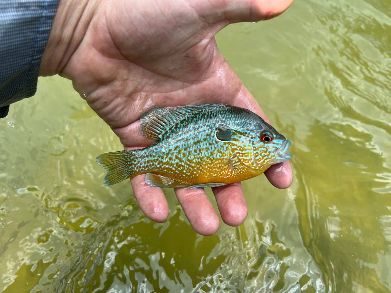 1-3" REDEAR SUNFISH, EA - Nixa Hardware & Seed Company