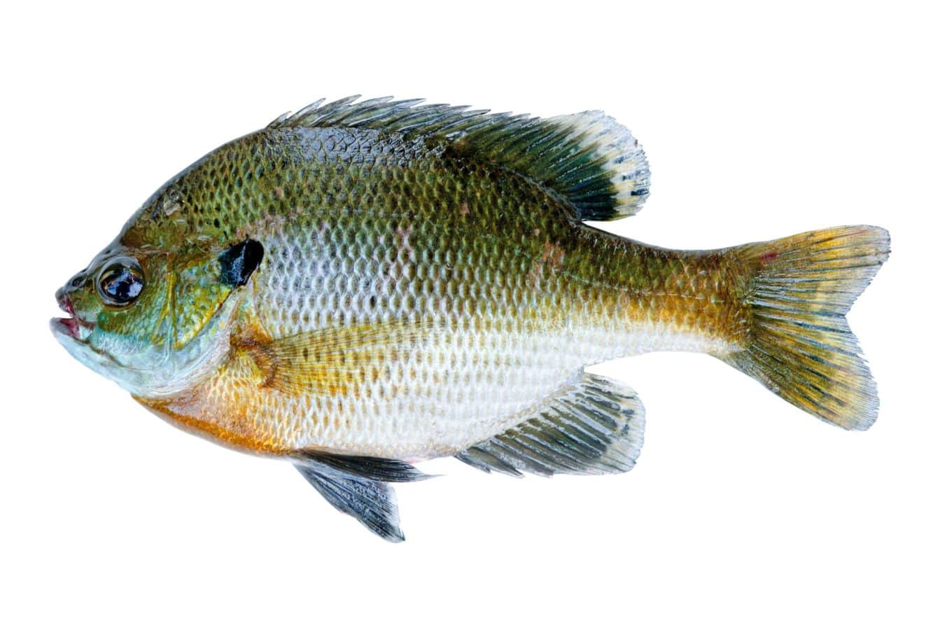 3-4" HYBRID BLUEGILL, EA - Nixa Hardware & Seed Company