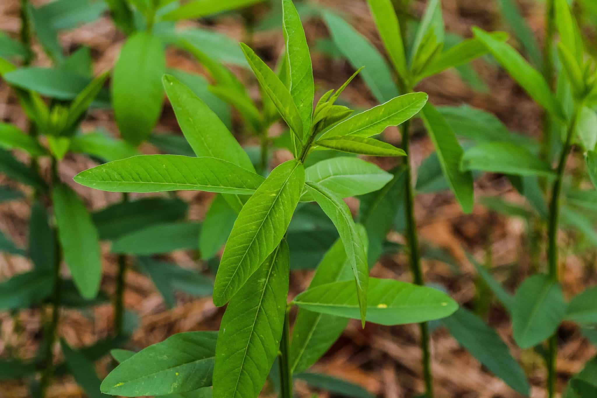 Sunn Hemp Seed - Nixa Hardware & Seed Company