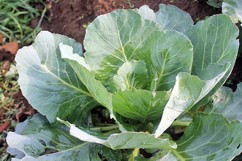 Collard Greens Nixa Hardware Seed Company Collard Greens Nixa Hardware Seed Company