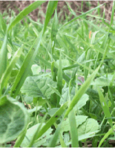 Deer Plot - Nixa Hardware & Seed Company