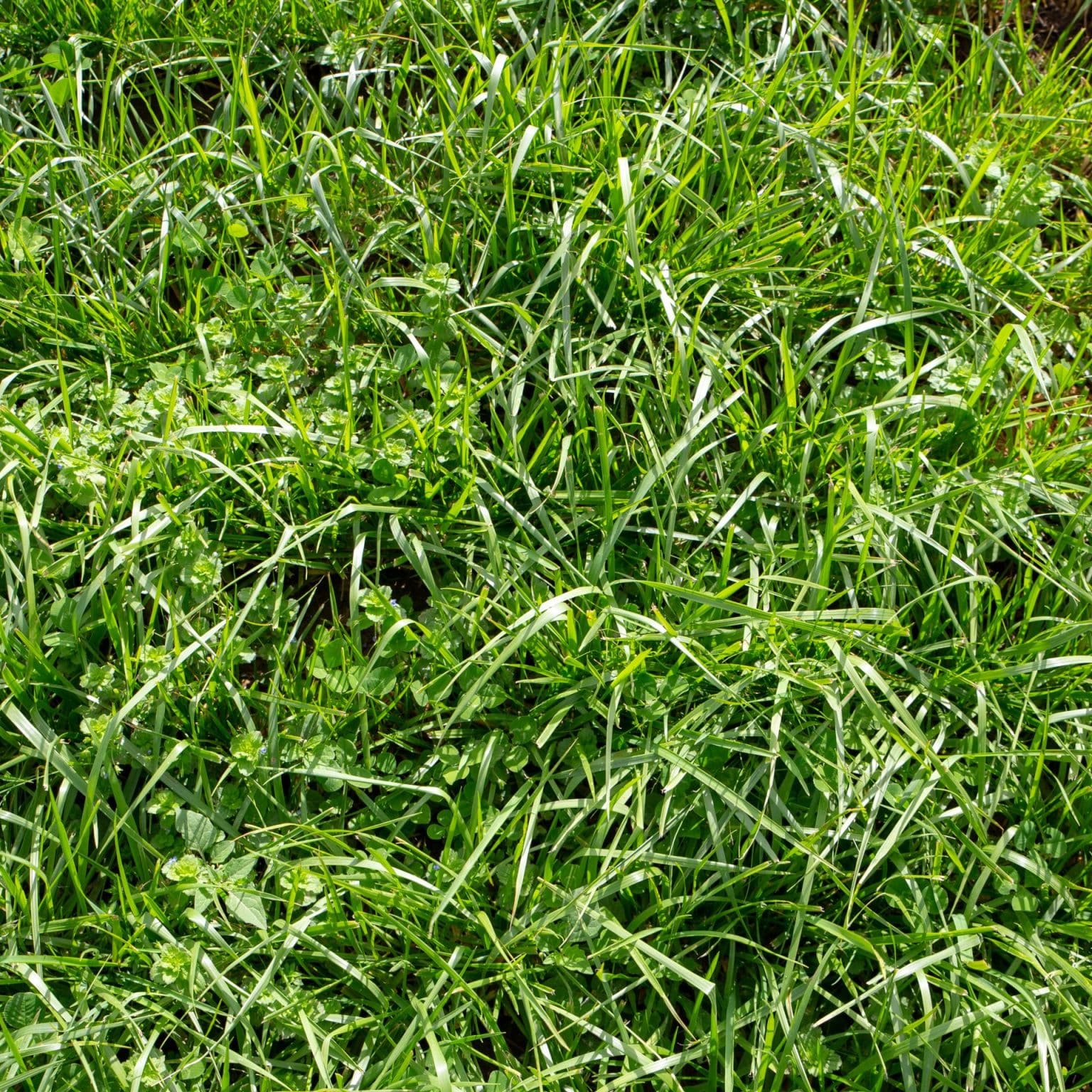 Field Grass Seed - Nixa Hardware & Seed Company