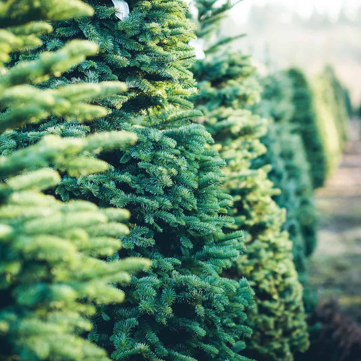 Christmas Trees - Nixa Hardware & Seed Company