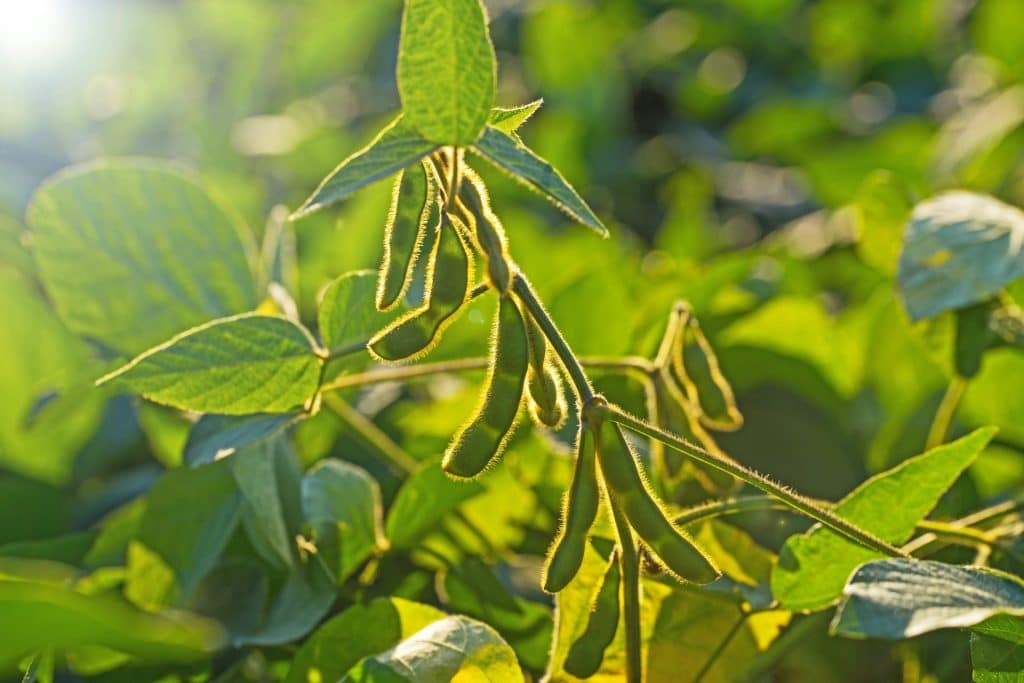 Summer Giant Seed Mix - Deer Plot Seed - 50 Lb Bag - Nixa Hardware & Seed Company