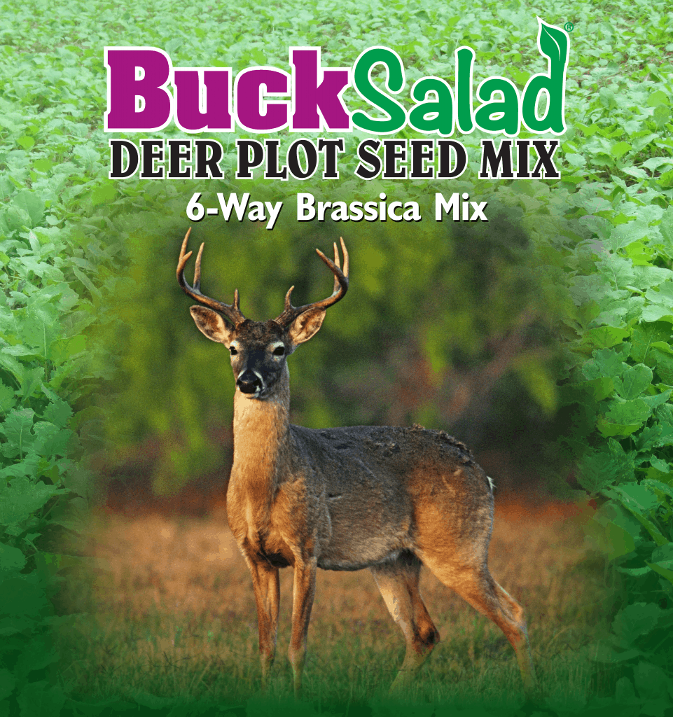 Buck Salad 6-way Brassica Deer Plot Mix - Nixa Hardware & Seed Company