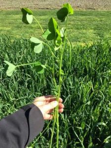 Balansa Clover Seed - Viper - Nixa Hardware & Seed Company