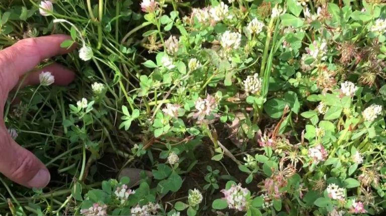 Balansa Clover Seed - Viper - Nixa Hardware & Seed Company