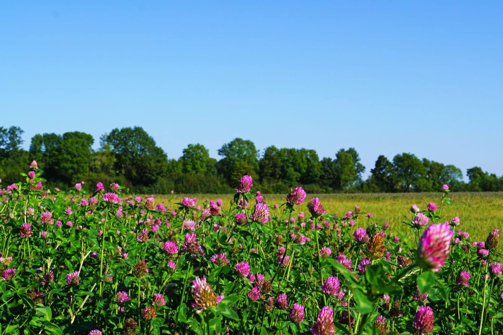Mammoth Red Clover Seed - Nixa Hardware & Seed Company